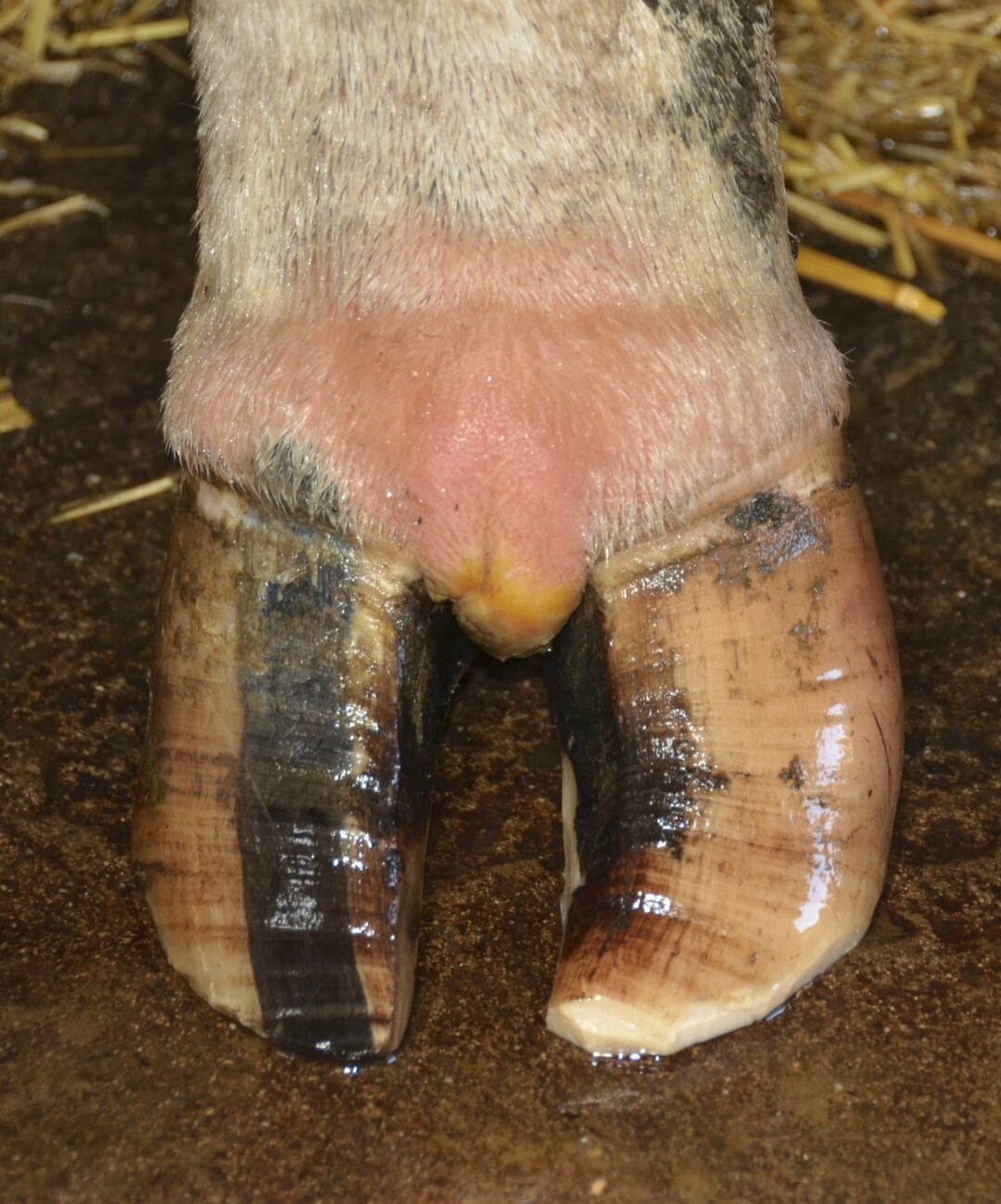 Panaris chez la vache : décrypter et traiter cette boiterie soudaine ...